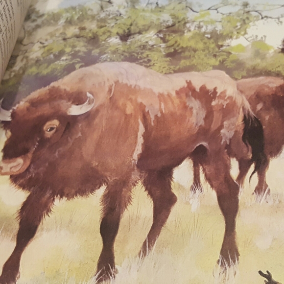 Accents | The Doomsday Book Of Animals Illustrated David Ray | Poshmark